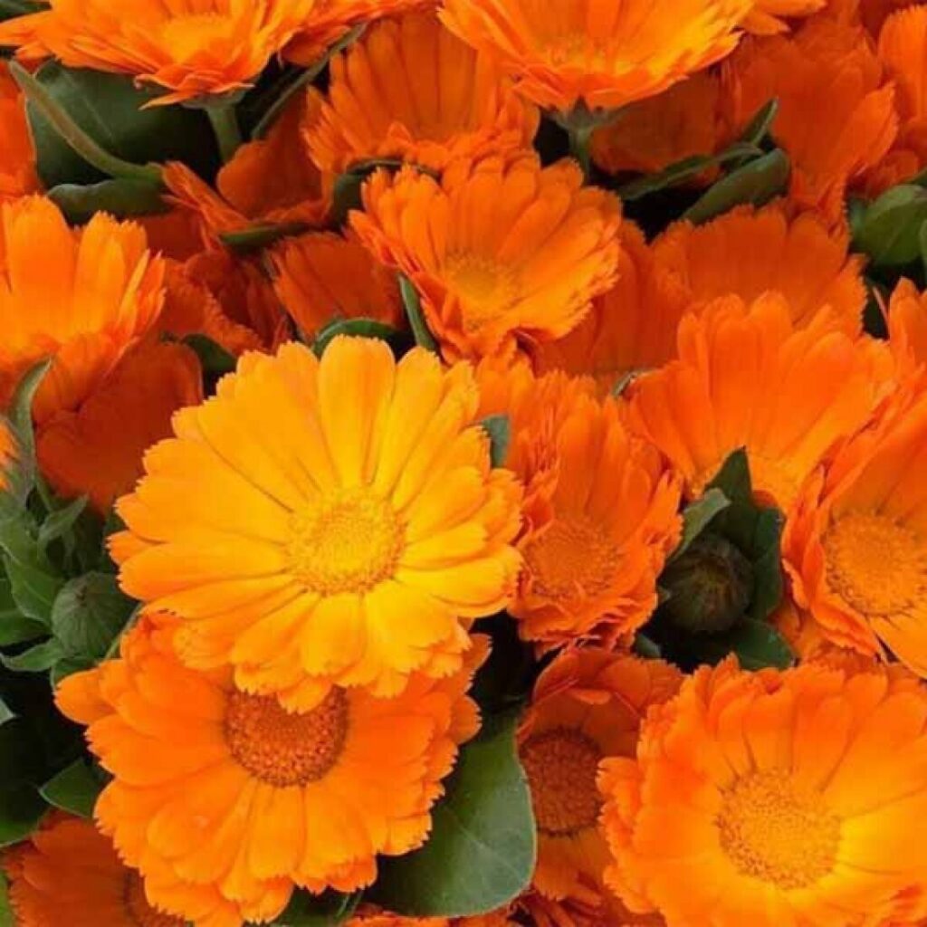 ΚΑΛΕΝΤΟΥΛΑ ΝΕΑ ΕΚΠΟΜΠΗ ΠΡΟΣΒΑΣΙΜΗ ΣΕ ΟΛΟΥΣ ΠΡΕΜΙΕΡΑ ΣΗΜΕΡΑ 23.15 ...