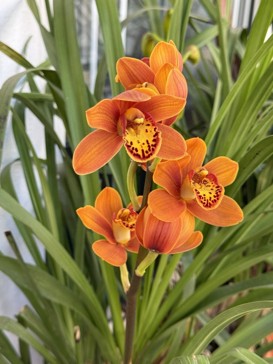 ΟΡΧΙΔΕΑ ΝΕΑ ΕΚΠΟΜΠΗ ΠΡΟΣΒΑΣΙΜΗ ΣΕ ΟΛΟΥΣ ΠΡΕΜΙΕΡΑ ΣΗΜΕΡΑ 23.15 ...