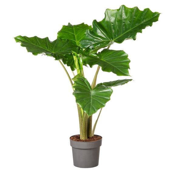 ΑΛΟΚΑΣΙΑ ΝΕΑ ΕΚΠΟΜΠΗ ΠΡΟΣΒΑΣΙΜΗ ΣΕ ΟΛΟΥΣ ΠΡΕΜΙΕΡΑ ΣΗΜΕΡΑ 23.15 ...