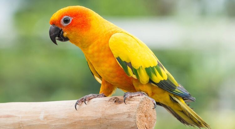 SUN CONURE ΝΕΑ ΕΚΠΟΜΠΗ ΠΡΟΣΒΑΣΙΜΗ ΣΕ ΟΛΟΥΣ ΠΡΕΜΙΕΡΑ ΣΗΜΕΡΑ 23.15 ...